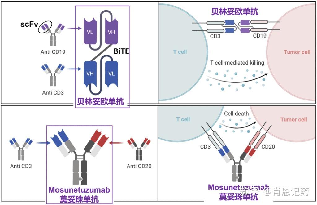 记住所有FDA生物药 | 两款CD20 x CD3双抗 | Mosunetuzumab、Glofitamab | B细胞淋巴瘤 - 知乎