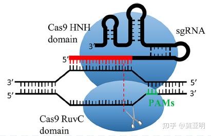 CRISPR/Cas9 - 知乎
