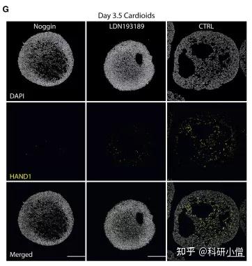 Cell文献带你解读心脏类器官的研究思路 - 知乎