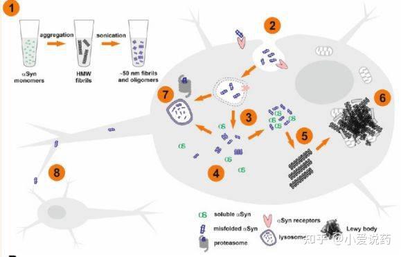 PFF模型|PFF模型构建|帕金森动物模型服务 - 知乎