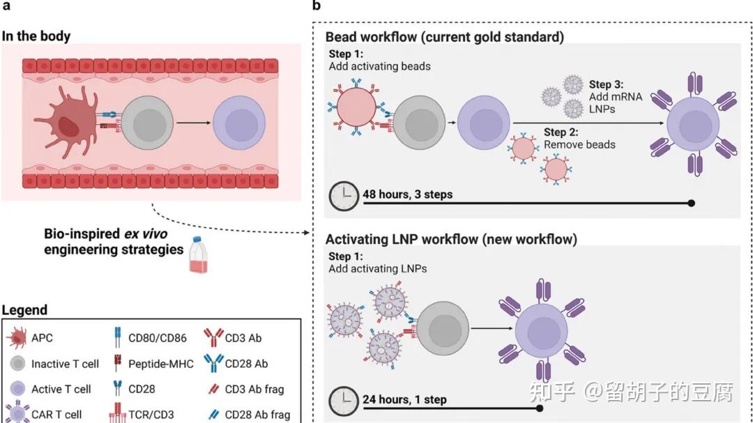 无需磁珠激活，aLNP偶联信号抗体，一步制备mRNA CART细胞 - 知乎
