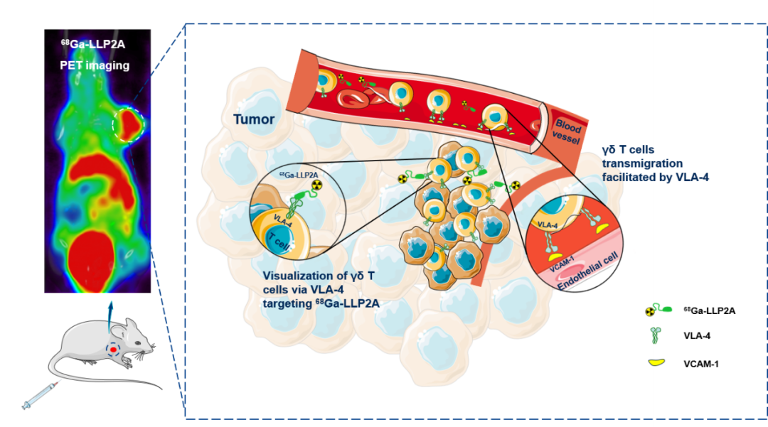 【最NEW情报！】VLA-4靶向PET显像用于γδT细胞体内示踪和肿瘤治疗监测的实验研究 - 知乎
