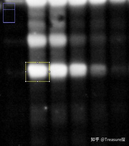 ImageJ实用技巧——Western Blot定量分析深入探究(定量分析篇) - 知乎