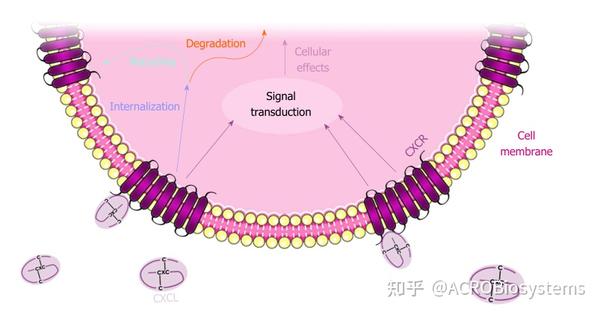 【靶点新势力】深挖CXCR家族，揭秘CXCR在肿瘤免疫中的价值 - 知乎