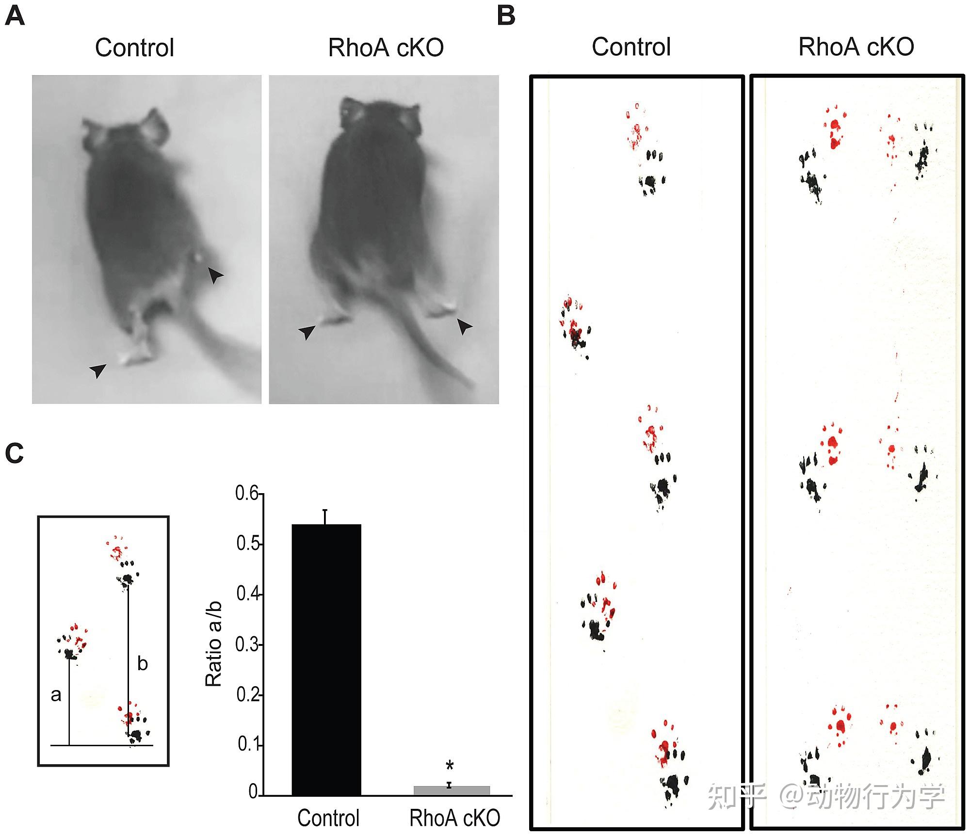 VisuGait小动物步态分析系统在神经病理性疼痛模型大鼠中的应用 - 知乎