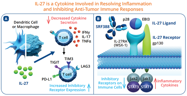 抗肿瘤、助燃脂，IL-27还有多少潜力待挖掘？ - 知乎