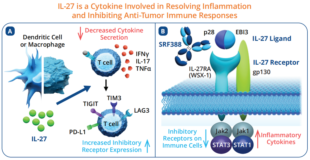 抗肿瘤、助燃脂，IL-27还有多少潜力待挖掘？ - 知乎