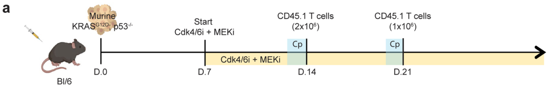 Nature丨“返老还童”新突破：uPAR助力CAR-T提高抗衰老效果 - 知乎