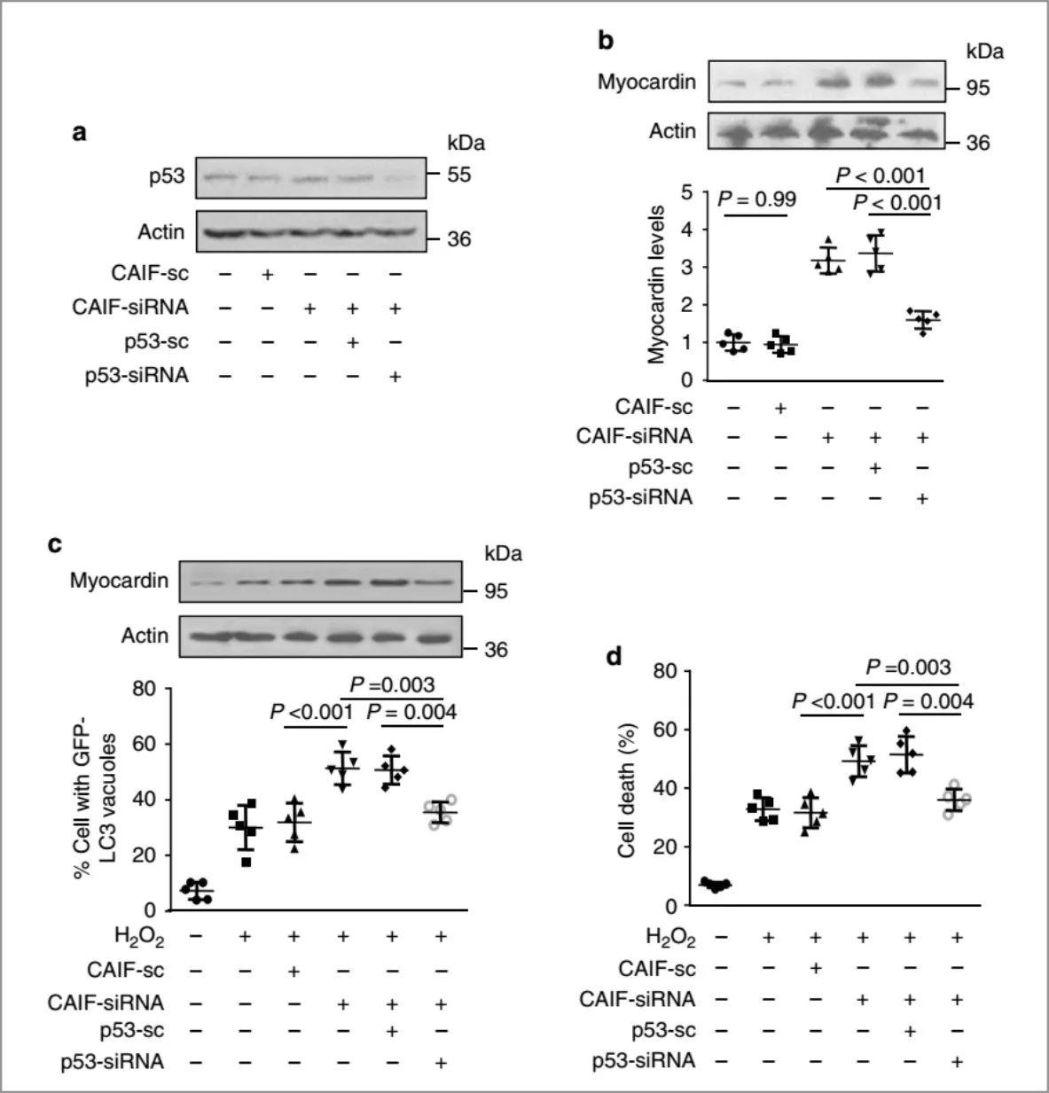 LncRNA＋自噬＋p53＝10分文章 - 知乎