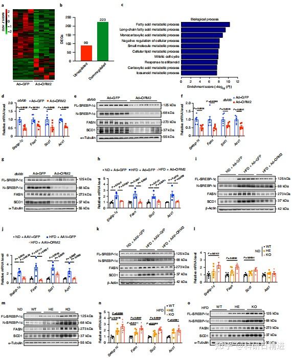 Nature metabolism丨肝脏因子ORM2通过抑制脂肪从头生成维持肝脏脂质稳态 - 知乎