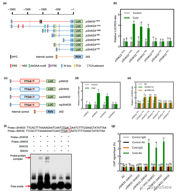 【New Phytol】WRKY33启动子的单核苷酸多态性与栽培番茄的冷敏感性有关 - 知乎