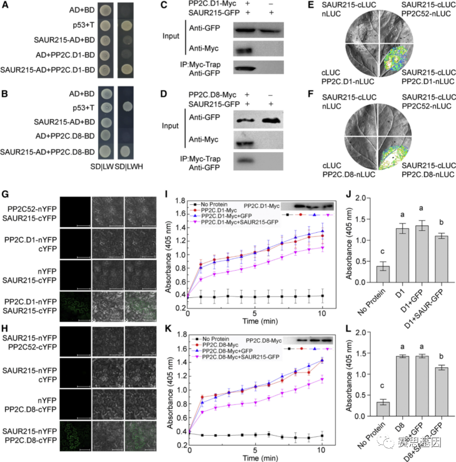 【Mol Plant】TaCCD1与TaSAUR215通过抑制小麦TaHA2的去磷酸化，从而增强小麦耐盐性 - 知乎