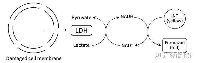 LDH检测实验——原理、步骤、注意事项、示例图 - 知乎
