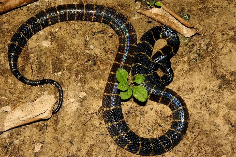 献给钟爱的Bungarus环蛇属（Krait) - 知乎