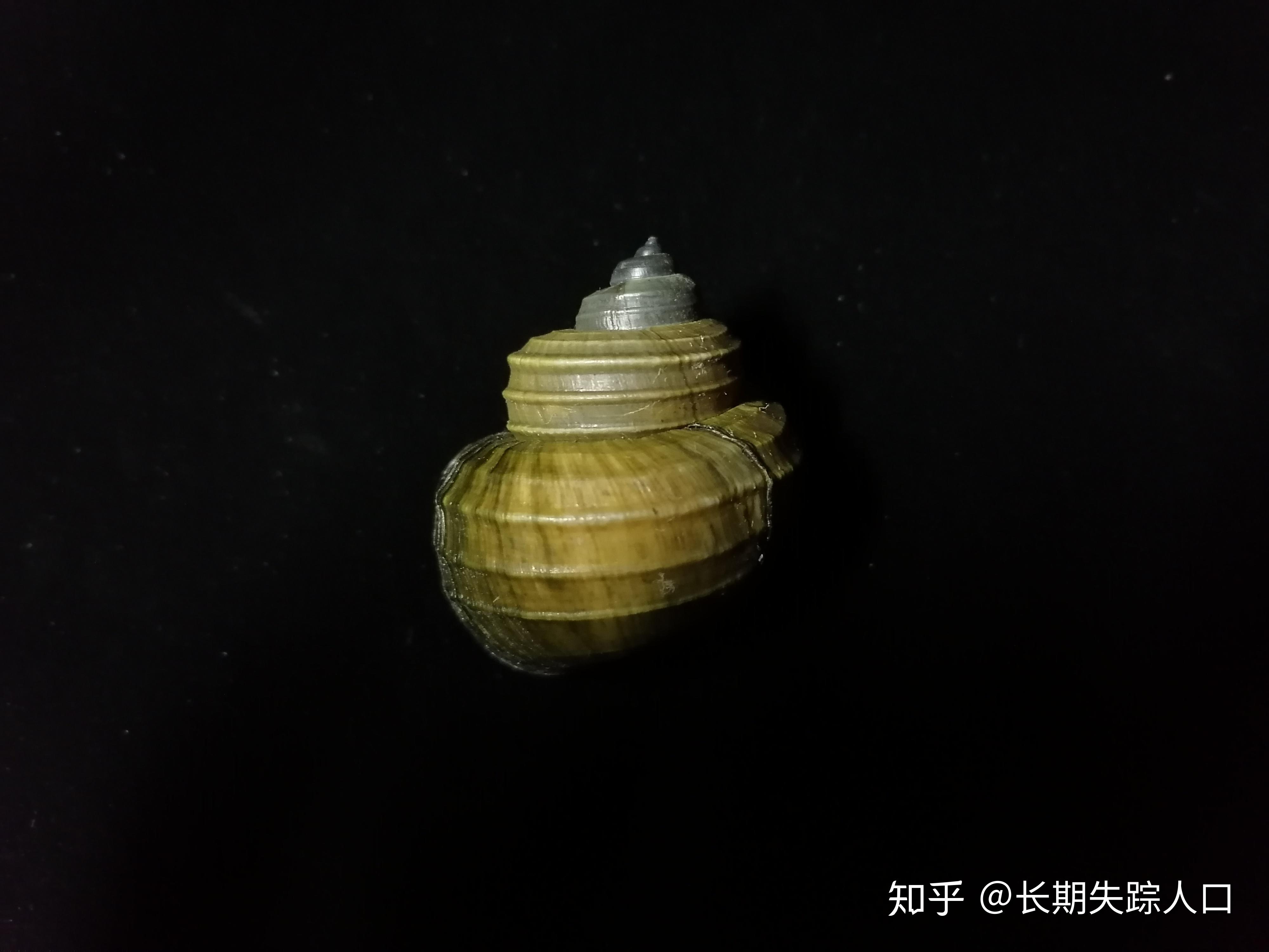被古人嘬过的螺蛳，螺蛳属亚化石 - 知乎