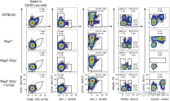 Protocol：固有淋巴样细胞 (ILC)的流式检测方法 - 知乎