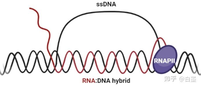 一文读懂 R-loops （图文详解） - 知乎