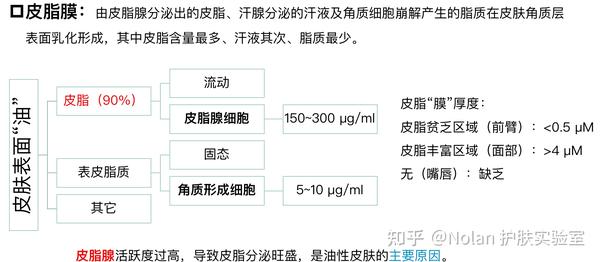 皮脂腺细胞 - 知乎