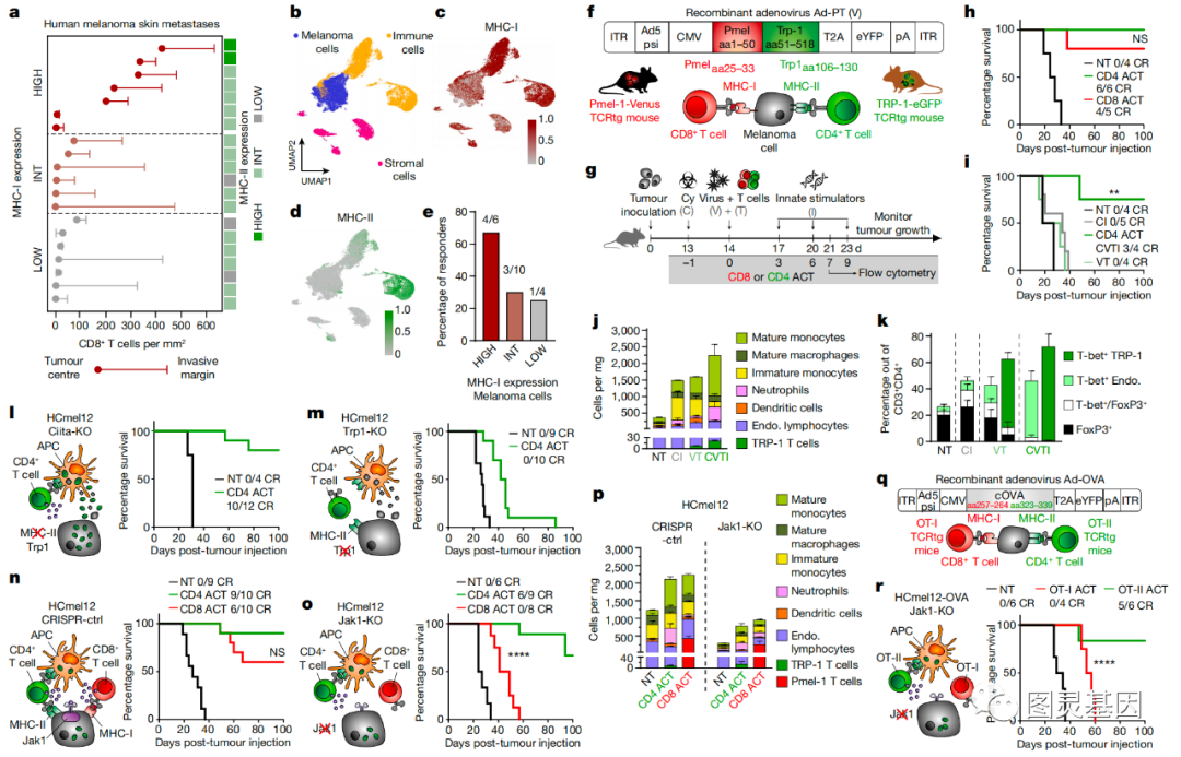 Nature | CD4+ T细胞诱导的炎症细胞死亡控制肿瘤免疫逃避 - 知乎