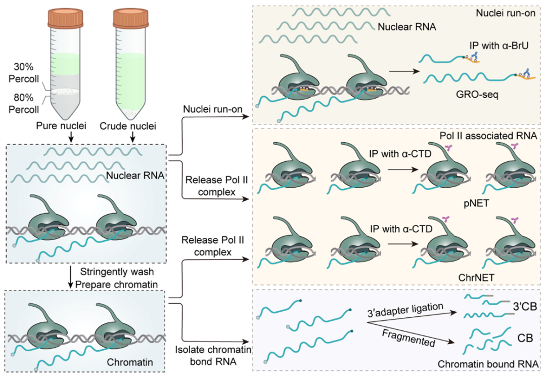 Plant Cell | 广州大学董志诚课题组系统比较新生RNA测序方法，为研究转录动态提供解决方案 - 知乎