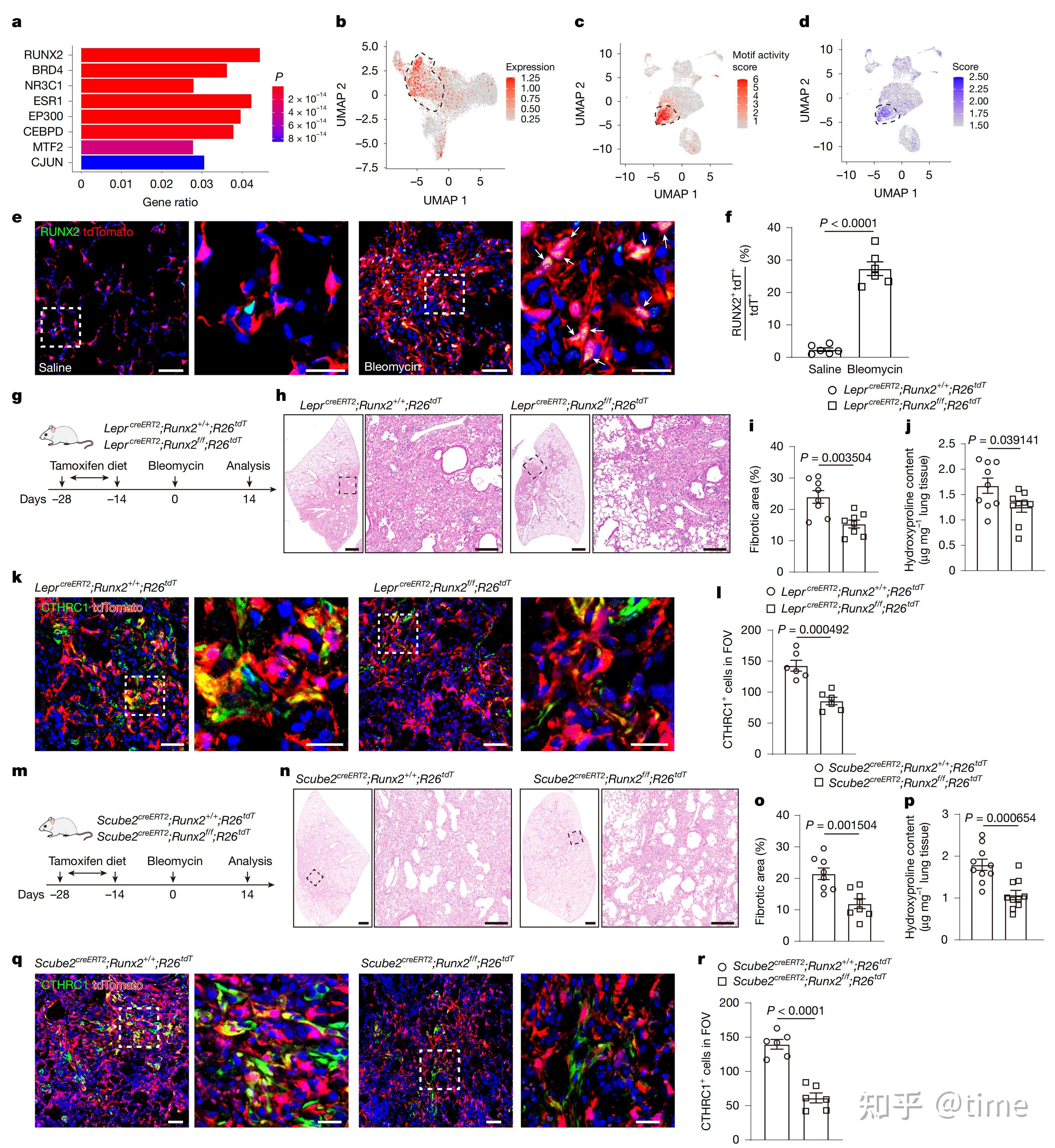 文献分享 | Nature：RUNX2通过肺泡-to-病理性成纤维细胞转化促进纤维化 - 知乎