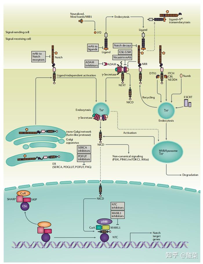 华中科技大学课题组在38分的STTT发表超重磅综述，带你详解这一经典热门通路！ - 知乎