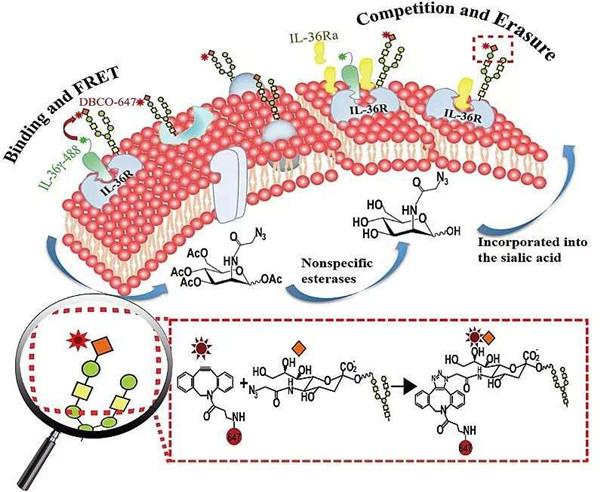 高实用性细胞膜染料——DiD，DiO，DiI，DiR荧光染料 - 知乎