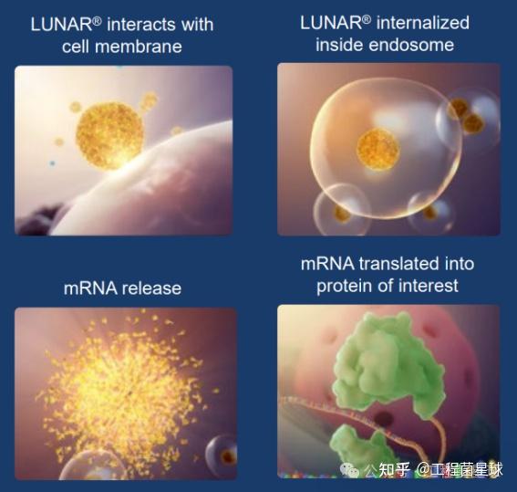 5分钟系列|了解mRNA公司——Arcturus Therapeutics - 知乎