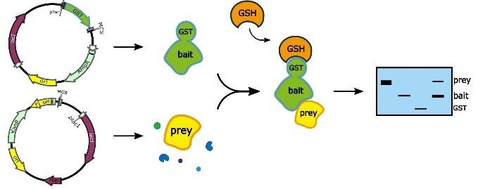 GST pull-down 技术原理及实验流程 - 知乎