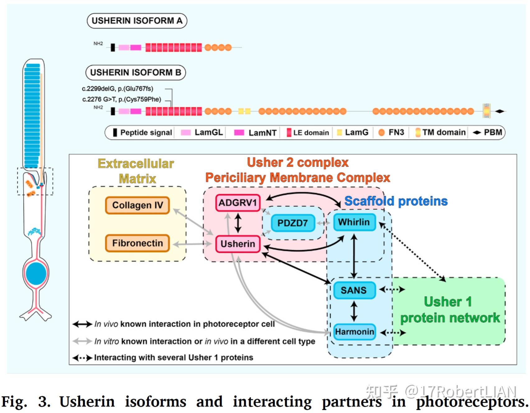 USH2A———二型USHER综合症患者指南 - 知乎
