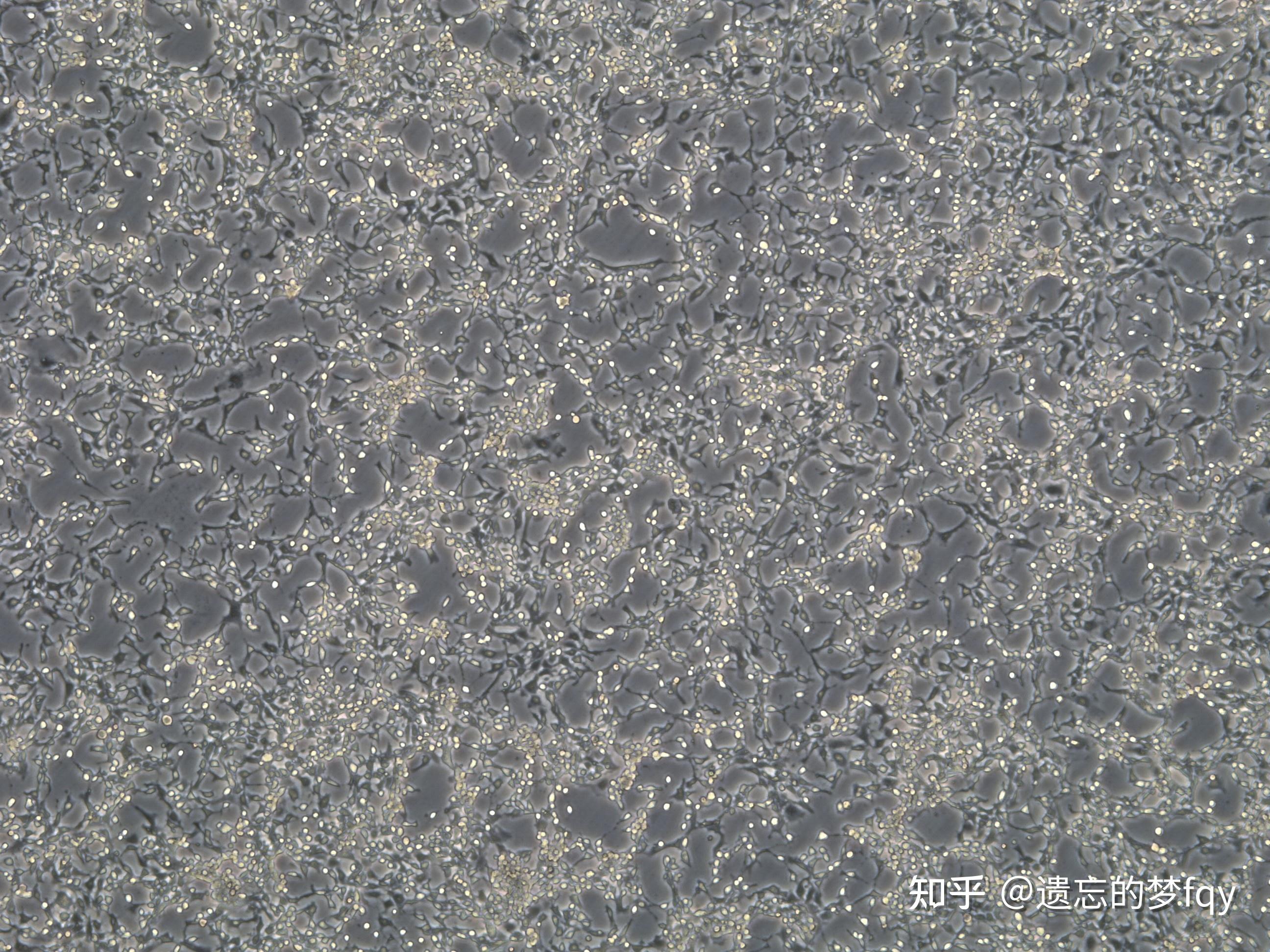 细胞形态之MLE-12 - 知乎