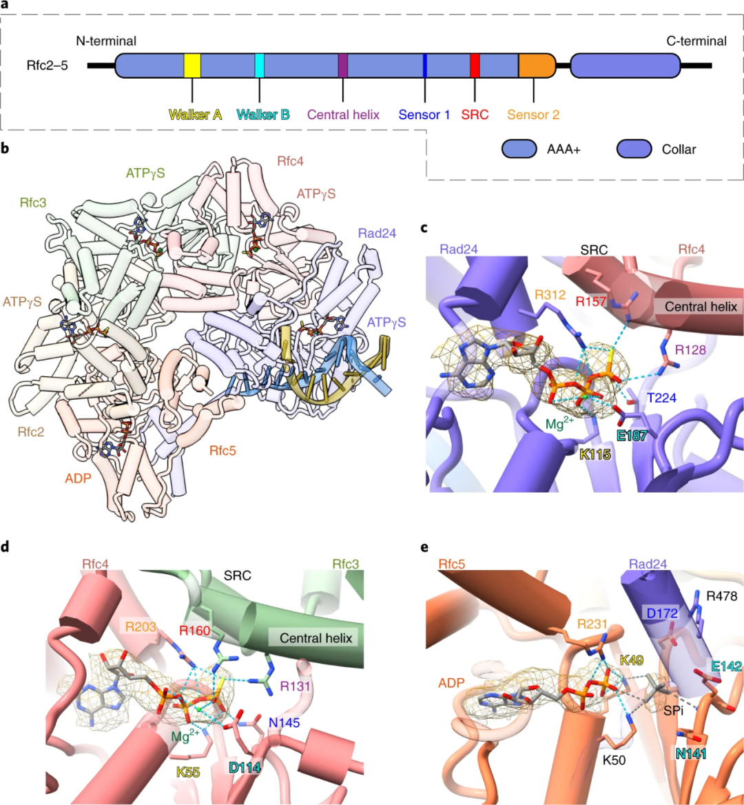 Nat Str&Mol Bio | 结构生物学解密DNA修复关键过程 - 知乎