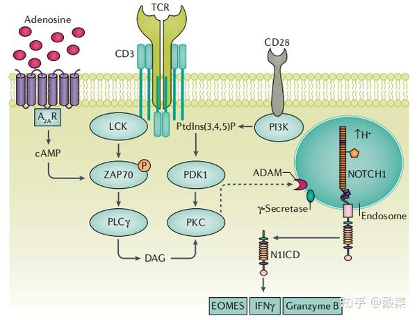 华中科技大学课题组在38分的STTT发表超重磅综述，带你详解这一经典热门通路！ - 知乎