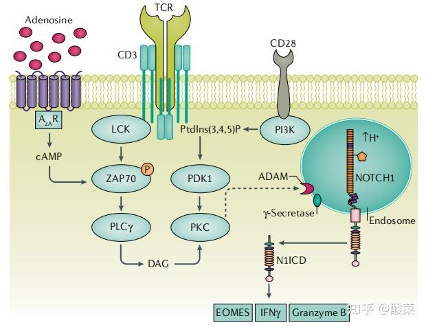 华中科技大学课题组在38分的STTT发表超重磅综述，带你详解这一经典热门通路！ - 知乎