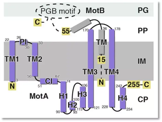Cell | 细菌鞭毛马达“定子”单元的分子机制 - 知乎