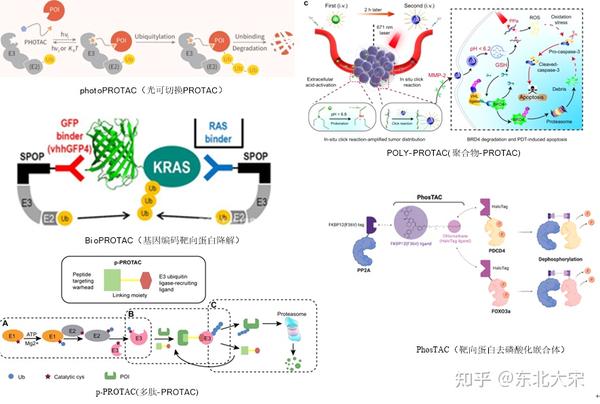 火爆研发领域：靶向蛋白降解技术 - 知乎