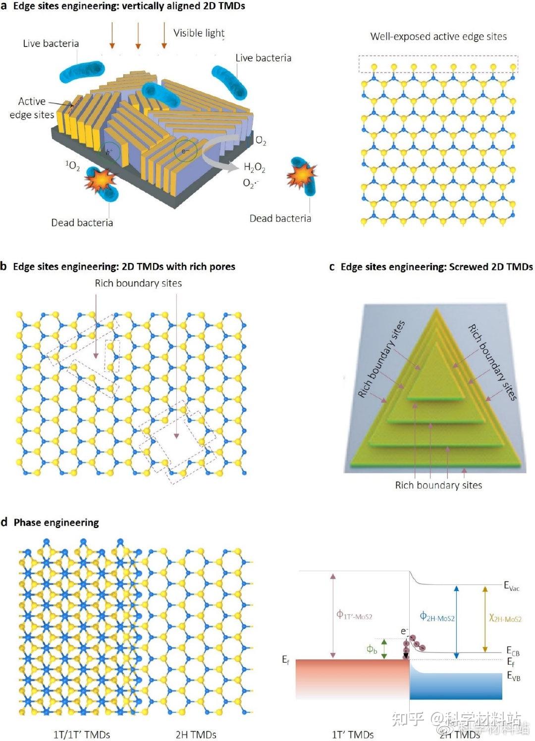 Angew. Chem. Int. Ed.综述：2D TMDs的光催化应用 - 知乎