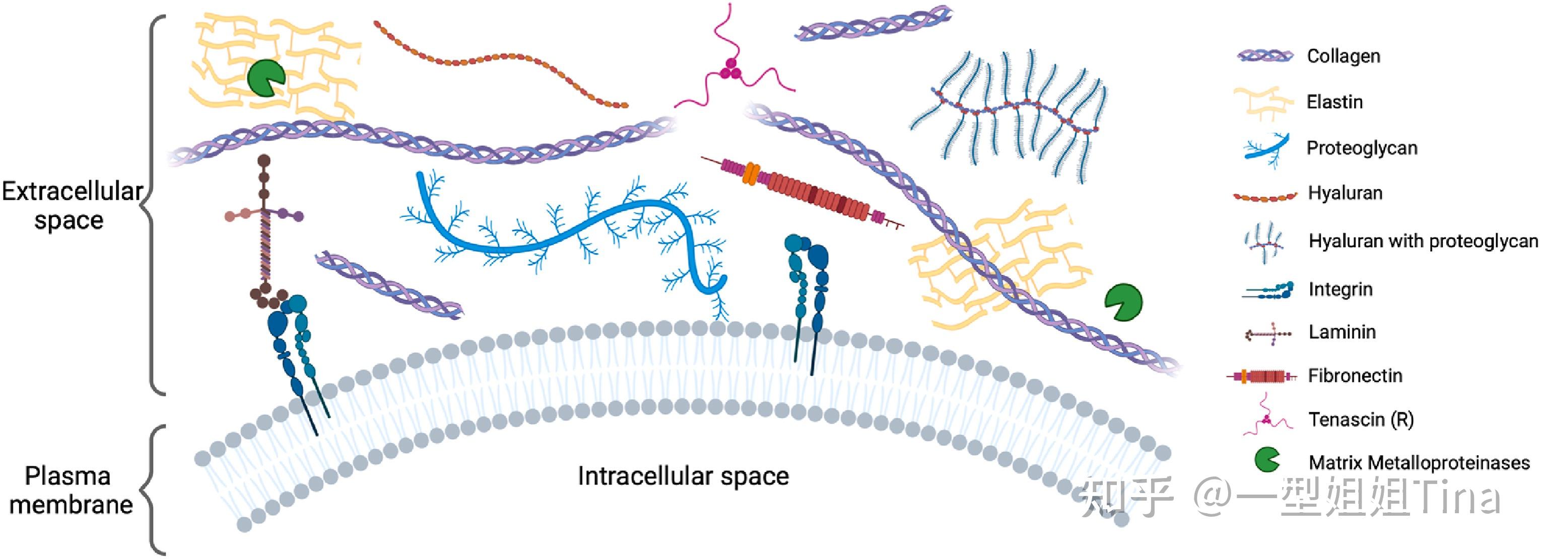 细胞外基质（ECM）在临床上有哪些作用？ - 知乎
