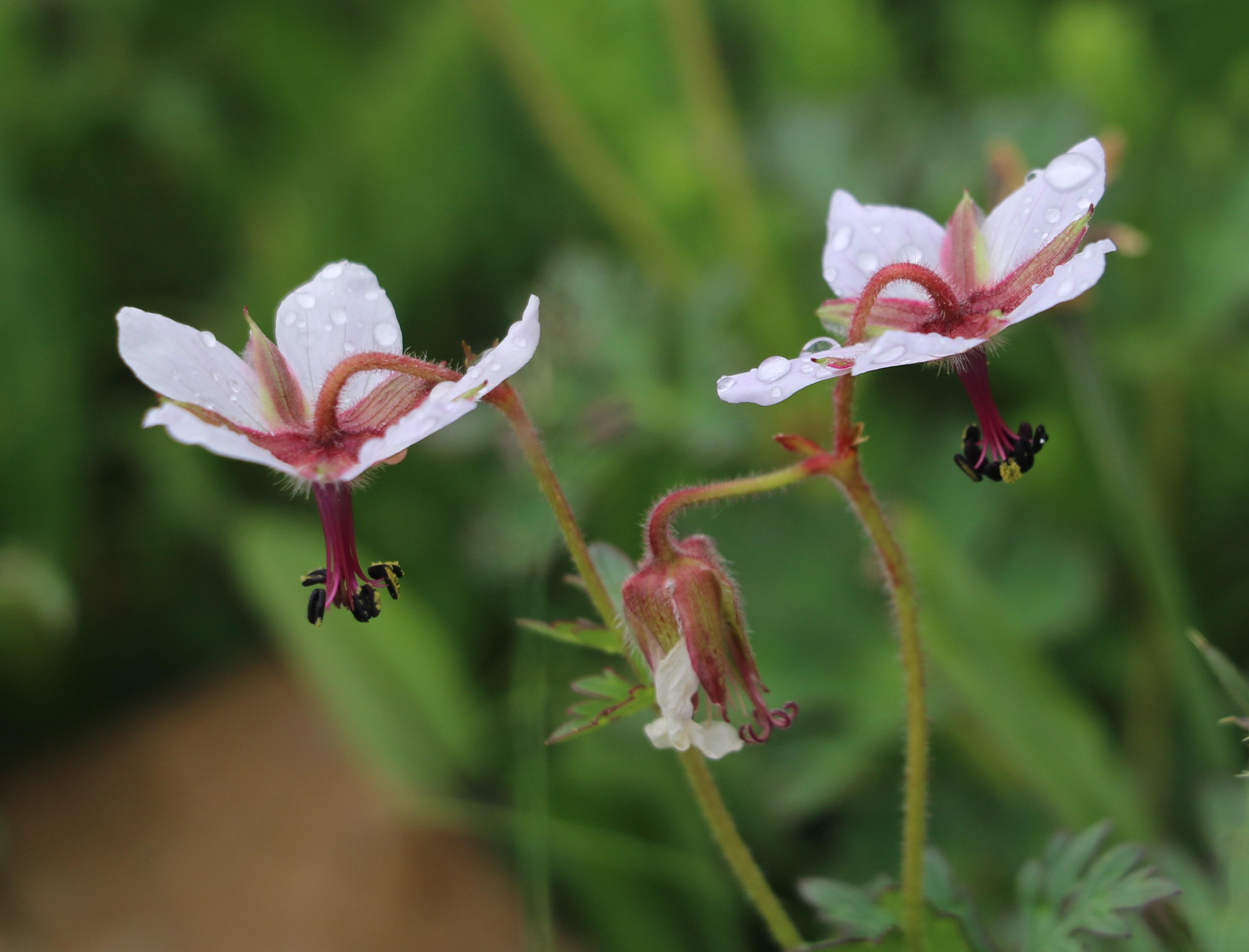 自然：足迹//横断山区植物小记十：柳叶菜科，龙胆科，牻牛儿苗科 - 知乎