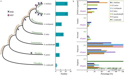 111个植物Hsf基因家族的大规模分析及数据库构建 - 知乎