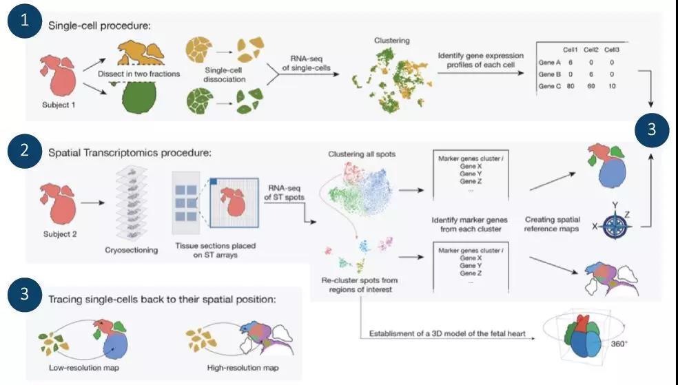 探索基因表达的空间信息 —— 空间转录组学（Spatial Transcriptomics） - 知乎