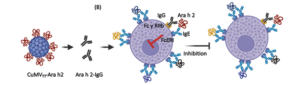 【耀文解读】病毒样颗粒（VLP）疫苗的研究现状(3)：VLP治疗性疫苗研发进展 - 知乎