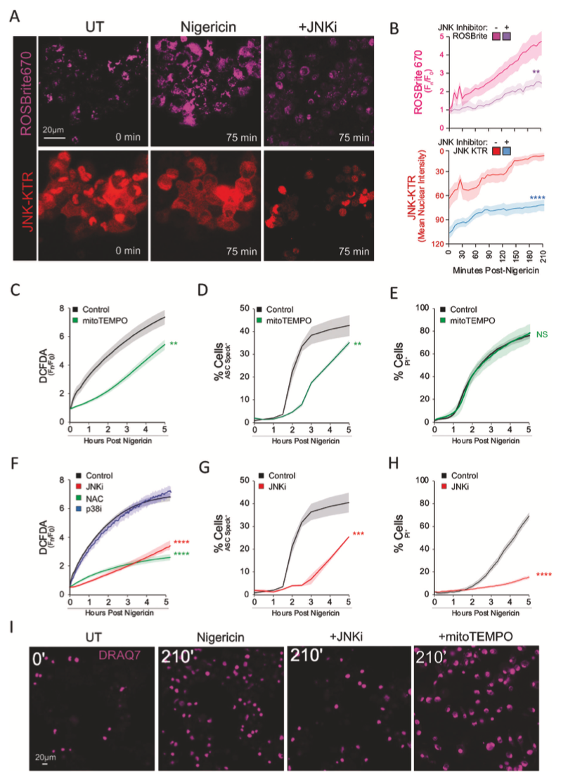 大CDD丨双相 JNK 信号揭示了不同的 MAP3K 复合物引发炎性体形成和细胞焦亡 - 知乎