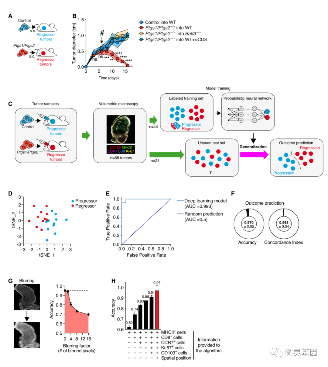 Cancer Cell | AI深度学习研究发现树突状细胞亚群增强CD8+T细胞反应,实现抗肿瘤免疫 - 知乎