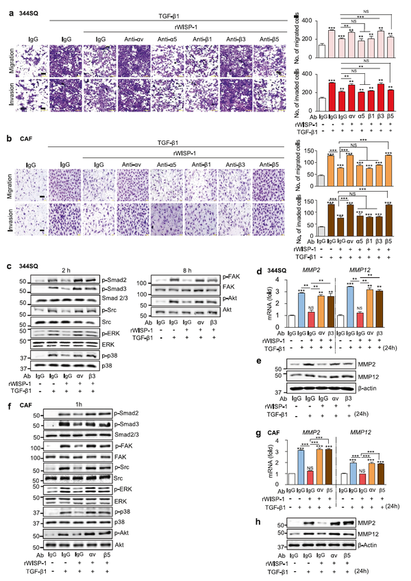 Cellular Mol Immu | 凋亡癌细胞与成纤维细胞相互作用影响癌转移 - 知乎