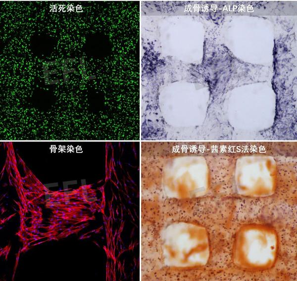 光固化GelMA明胶水凝胶系列一览！ - 知乎