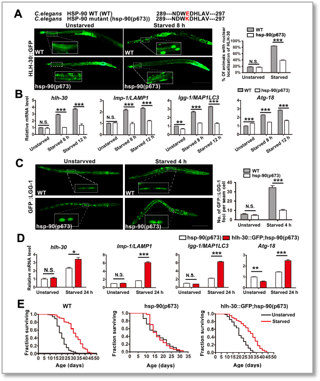 Autophagy︱杨倩课题组揭示转录因子TFEB入核调控新机制 - 知乎