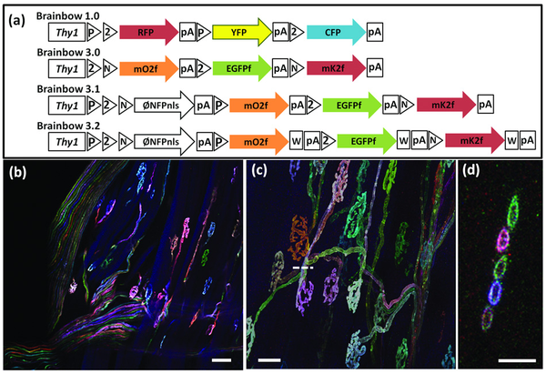 BrainBow | 告别“黑白”时代，彩虹般神经元背后的奥秘 - 知乎