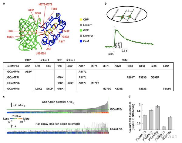 基于cpEGFP的探针技术开发 - 知乎