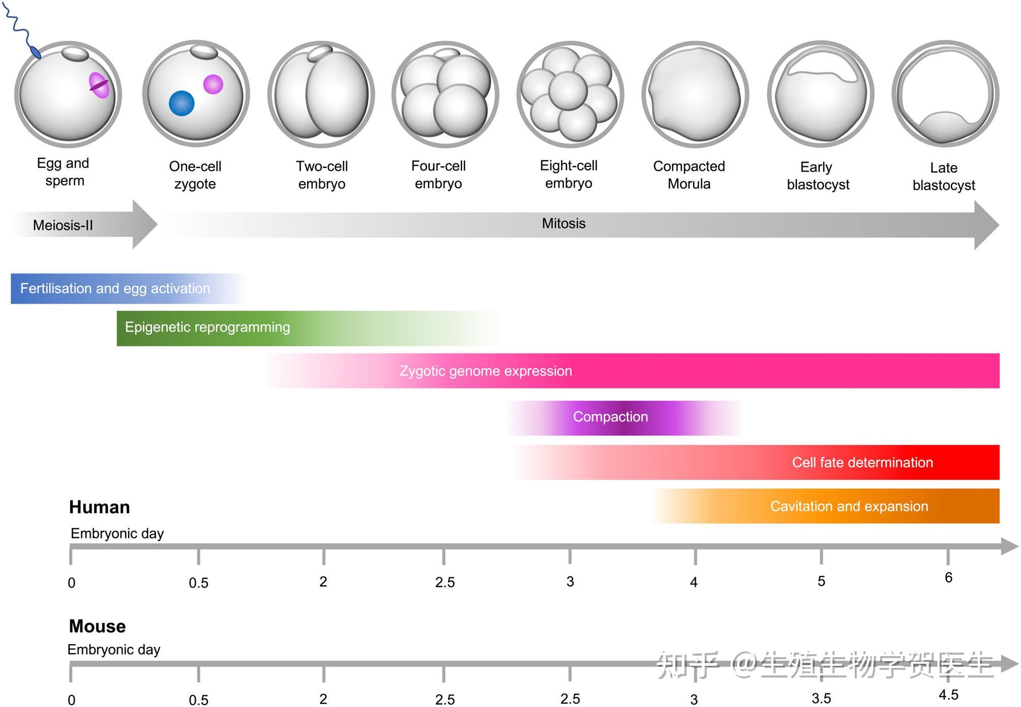 着床前胚胎染色体分离错误的原因及后果 - 知乎